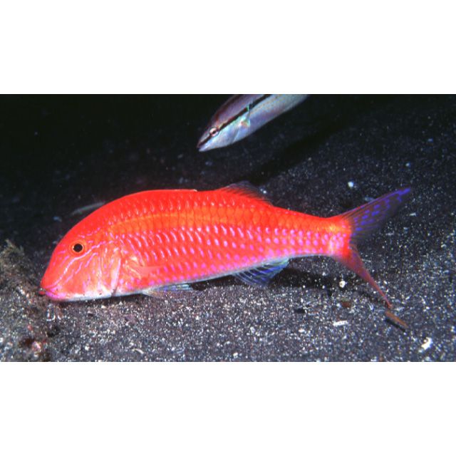 海水魚百科總匯(超過480類)更新於5/10/07 - 水族世界 - Uwants.com