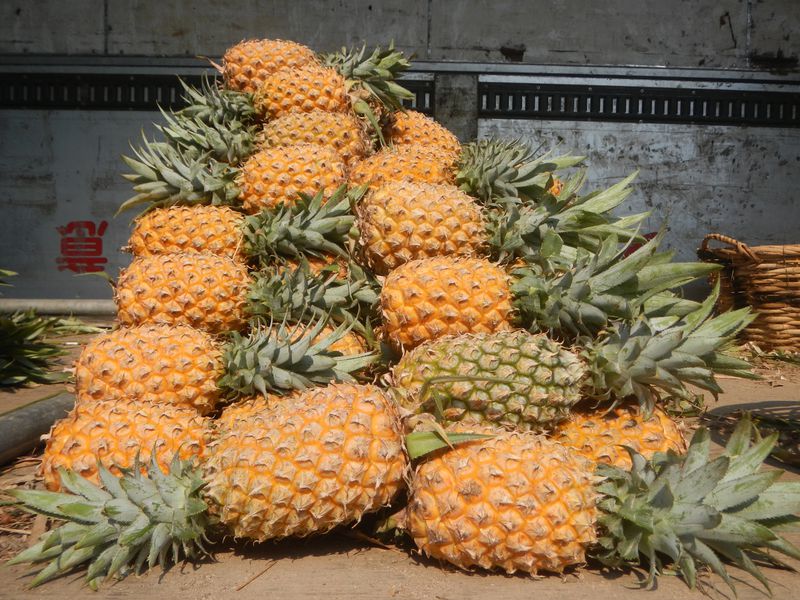 千島繽紛：菲律賓 - 世界文化風俗 - Uwants.com