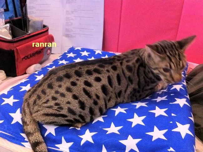 品種介紹 - Ocicat (歐西貓) - 貓貓 - Uwants.com