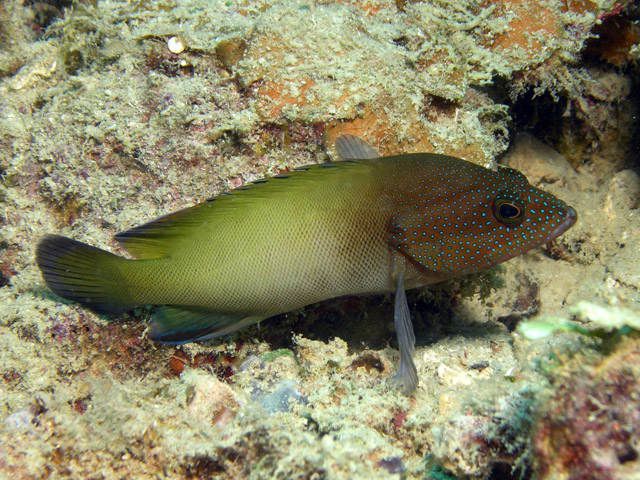 海水魚百科總匯(超過480類)更新於5/10/07 - 水族世界 - Uwants.com